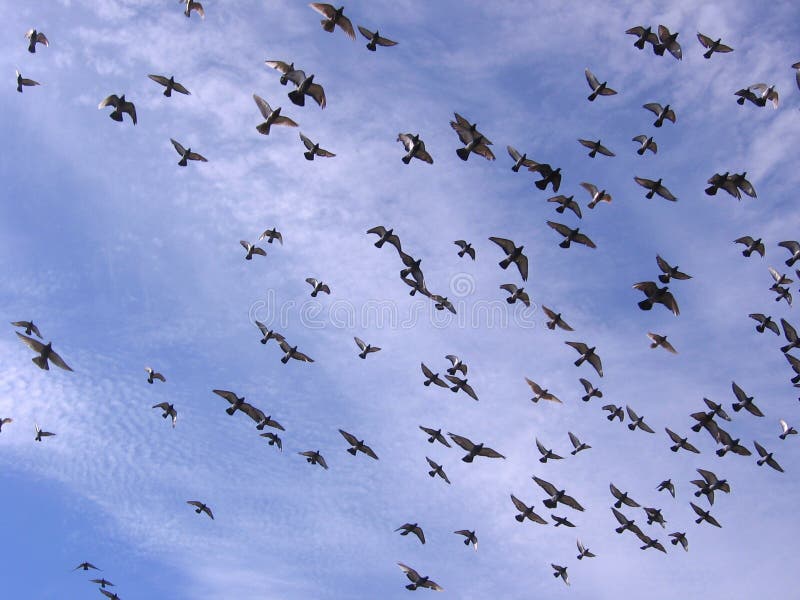 A Large Flock of Pigeon Birds Flying Against the Blue Sky Stock Image ...