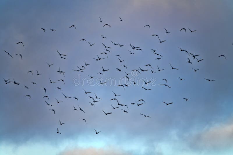 Large Flock of Pigeons in Sky Stock Photo - Image of creative, group ...