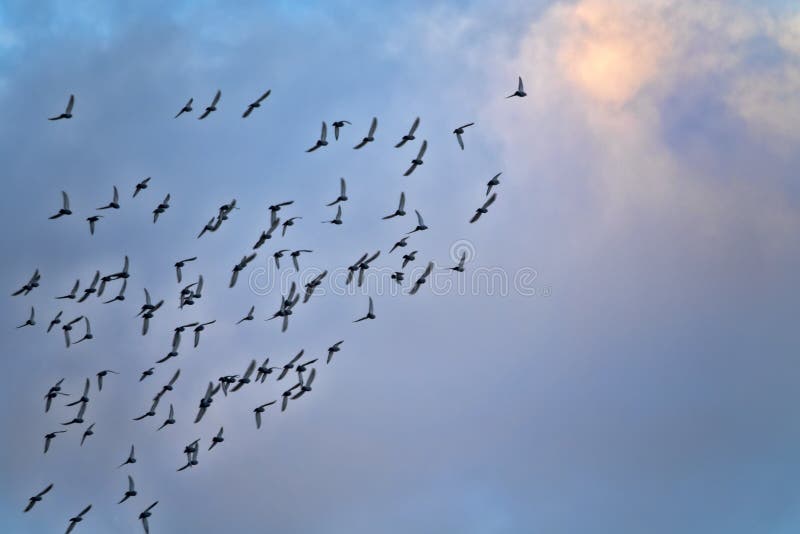 Large Flock of Pigeons in Sky Stock Image - Image of dove, homing ...