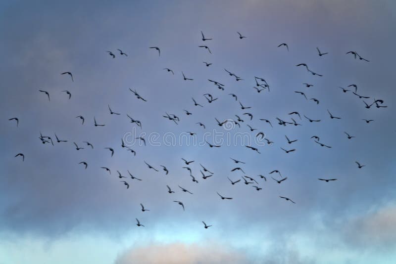 Large Flock of Pigeons in Sky Stock Image - Image of dove, flock: 231074353