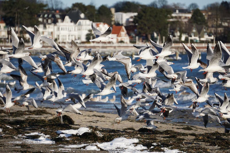 A Large Flock of Seagulls Flying on the Beach Stock Image - Image of ...