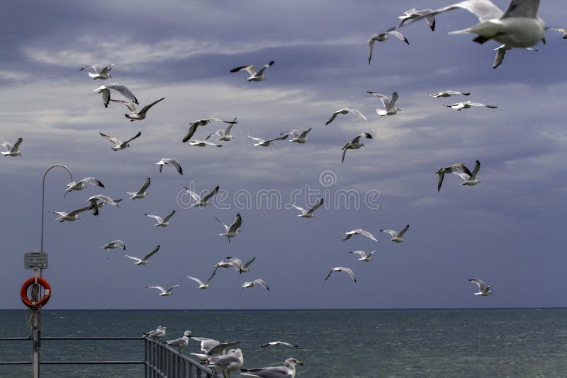 A large flock of seagulls stock photo. Image of wildlife - 161021566