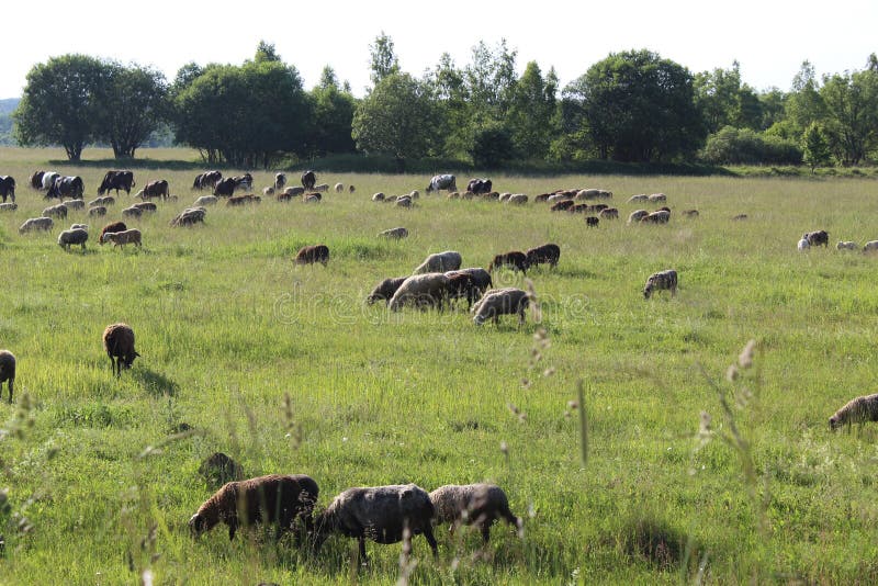 A Large Flock of Sheep and Cows. Stock Photo - Image of large, themes ...