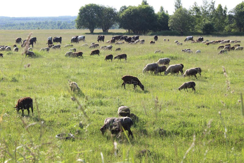 A Large Flock of Sheep and Cows. Stock Photo - Image of grass, people ...