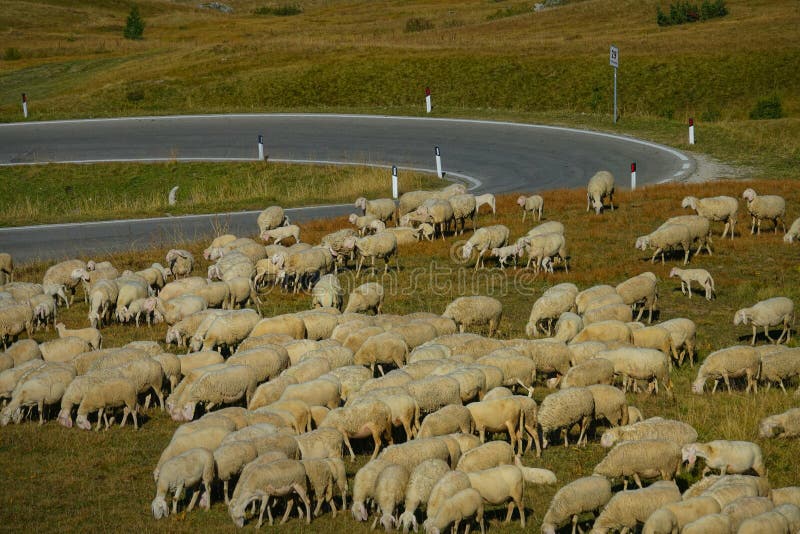 A Large Flock of Sheep Grazing by the Empty Asphalt Road Winding into ...