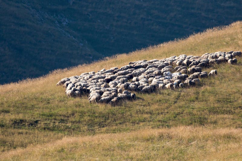 Large Flock of Sheep in a Mountain Grassland Stock Photo - Image of ...