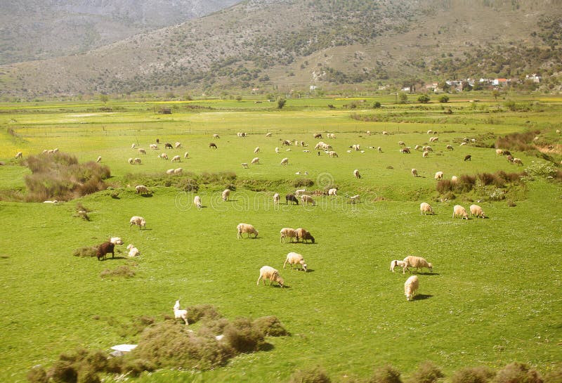 Large flock of sheep stock image. Image of nature, ecology - 46880809