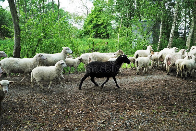 Large flock of sheep runs stock photo. Image of group - 248538822