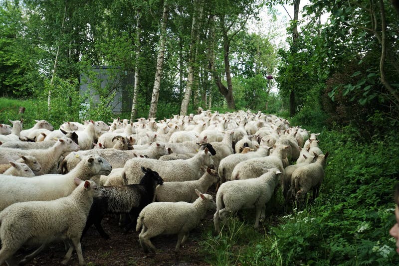 Large flock of sheep runs stock image. Image of country - 248538827