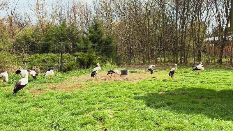 A Large Flock of Storks Graze in a Clearing. Stock Video - Video of ...