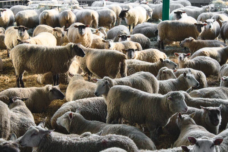 Flock of shorn sheep stock image. Image of livestock - 113816705