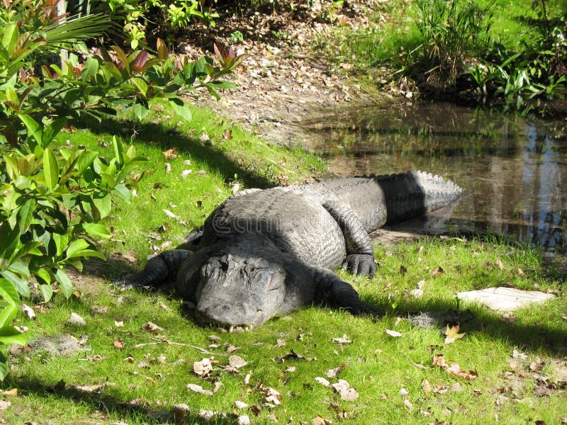 Large Florida Aligator stock photo. Image of springs - 21156182