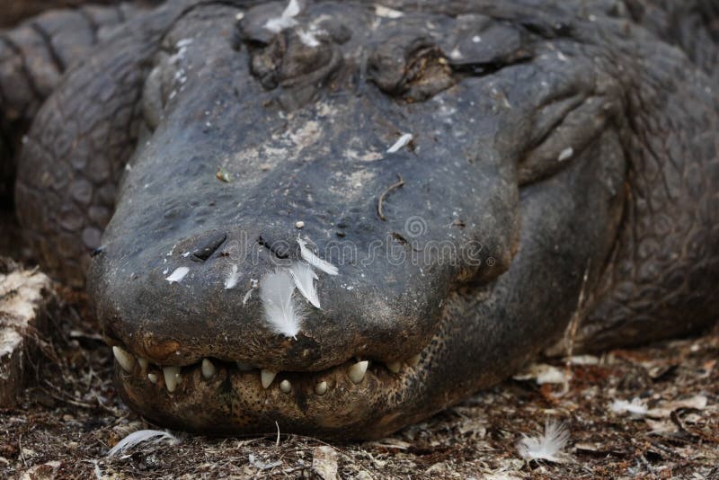What bird stock image. Image of reptile, feathers, gator - 138412823