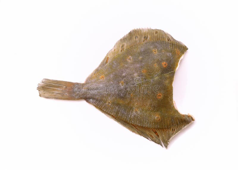 Large Flounder Isolated on White Background Stock Image - Image of ...