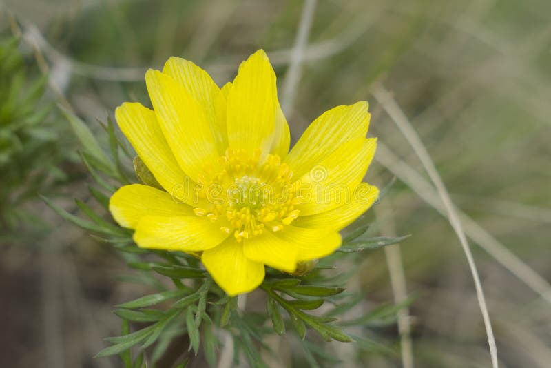 Adonis Vernalis, Known Variously As Pheasant`s Eye, Spring Pheasant`s ...
