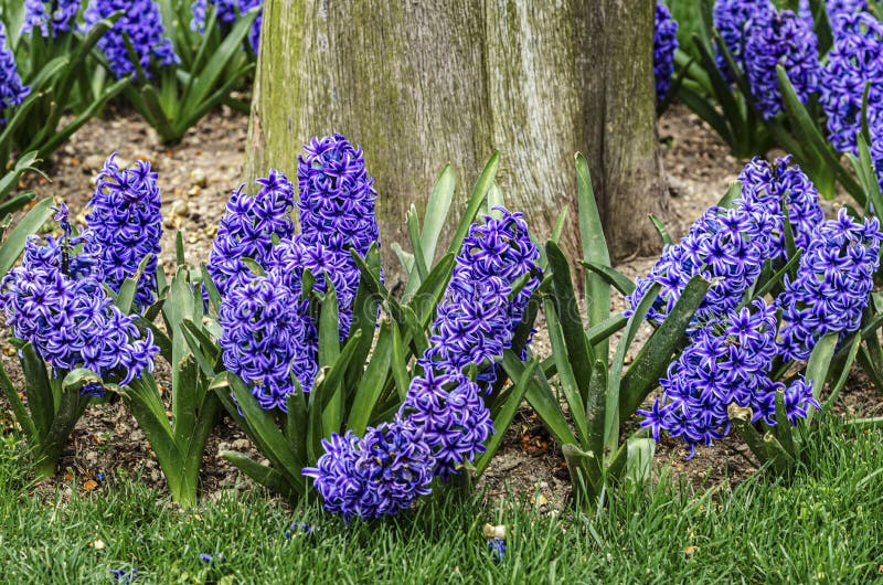 Large Flower Bed of Blooming Blue Geocynts Stock Photo - Image of ...