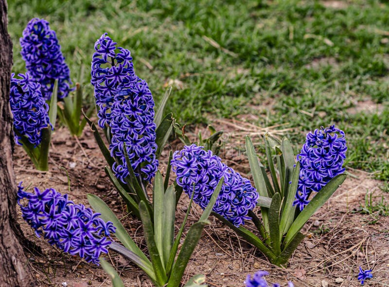Large Flower Bed of Blooming Blue Geocynts Stock Image - Image of tulip ...