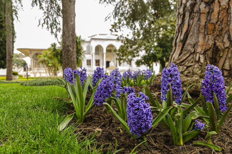 Large Flower Bed of Blooming Blue Geocynts Stock Image - Image of ...