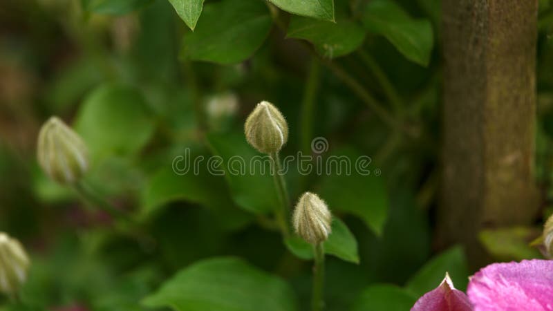 Large Flower Buds of Clematis Piilu in Summer Garden Stock Image ...