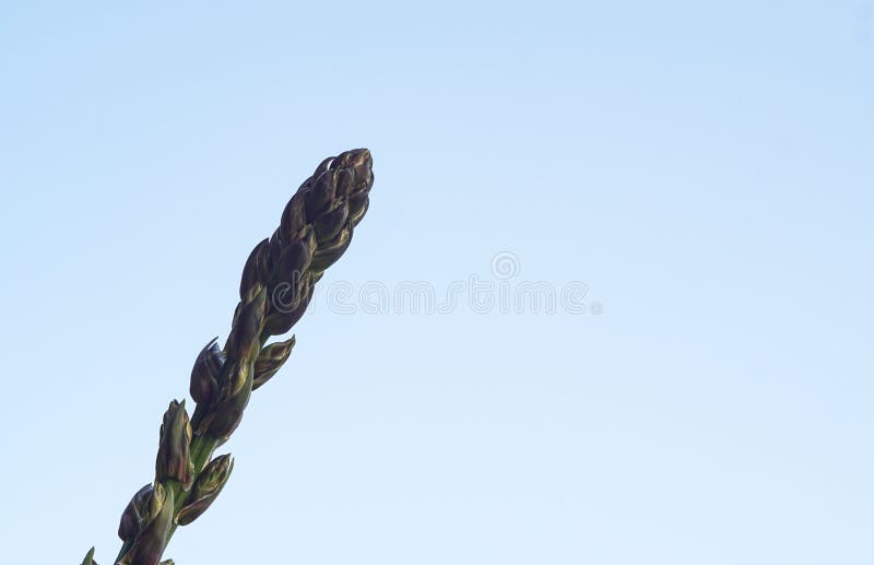 Large Flower Buds on a White Background Stock Photo - Image of green ...