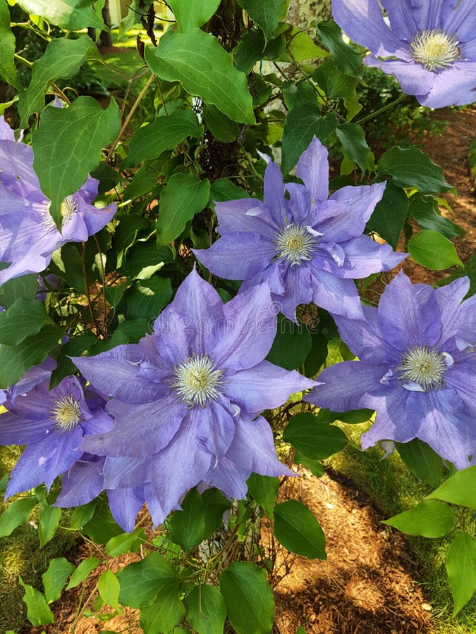 Large flower Clematis stock image. Image of clematis - 150605843