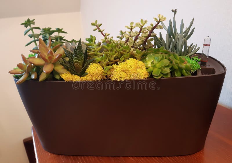 Large Flower Pot with Different Types and Shapes of Indoor Plants Stock ...