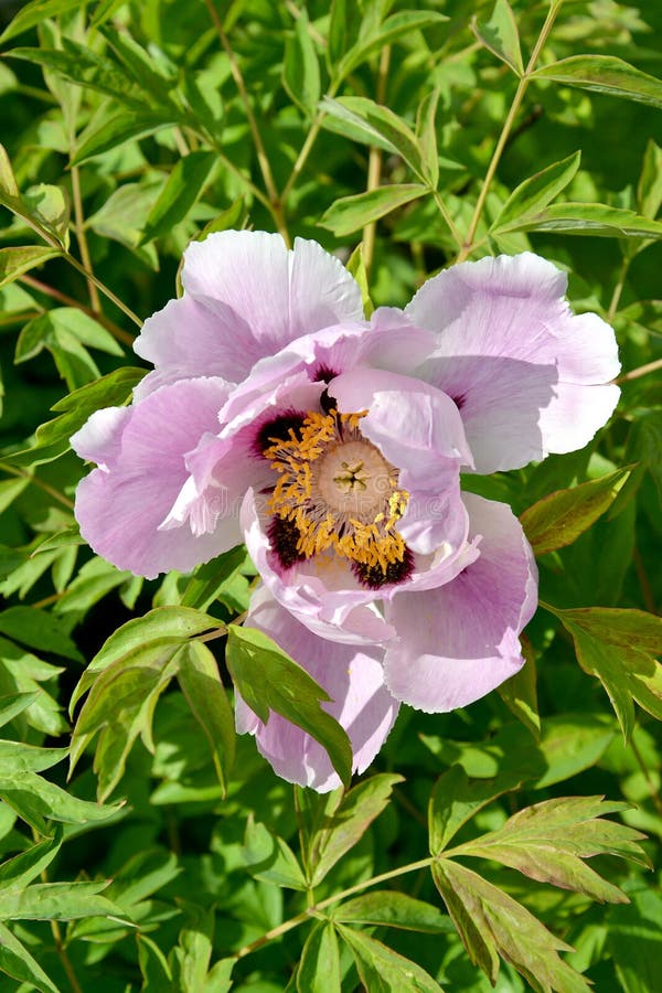 Shrub Peony (Paeonia Suffruticosa) Stock Image - Image of bush, close ...