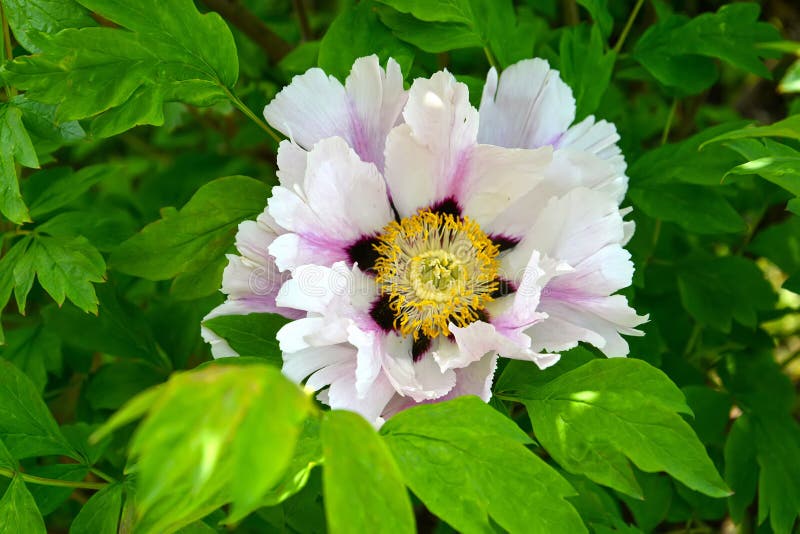 Shrub Peony (Paeonia Suffruticosa) Stock Image - Image of bush, close ...