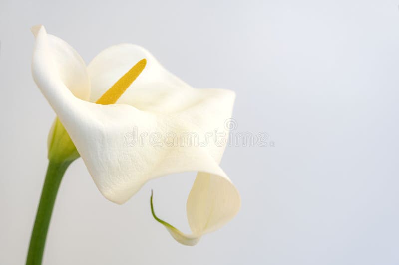 A Large Flower with a White Background and a Green Center is Shown in ...