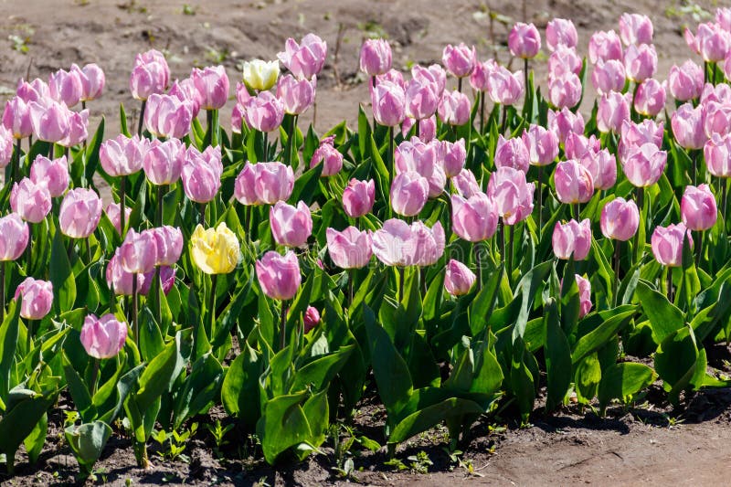Large Flowerbed of Beautiful Tulips in Park at Spring Stock Photo ...