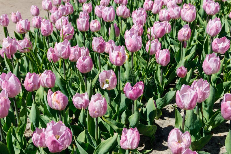 Large Flowerbed of Beautiful Tulips in Park at Spring Stock Photo ...
