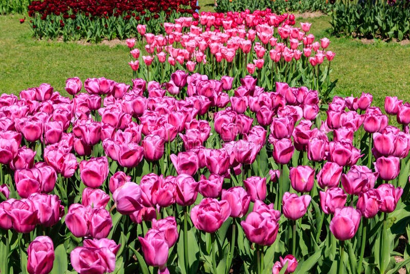 Large Flowerbed of Beautiful Tulips in Park at Spring Stock Image ...