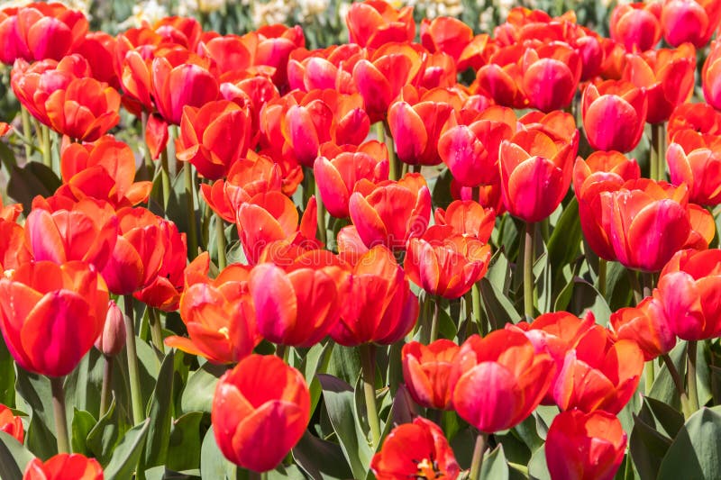 Large Flowerbed of Red Tulips in Park at Spring Stock Image - Image of ...
