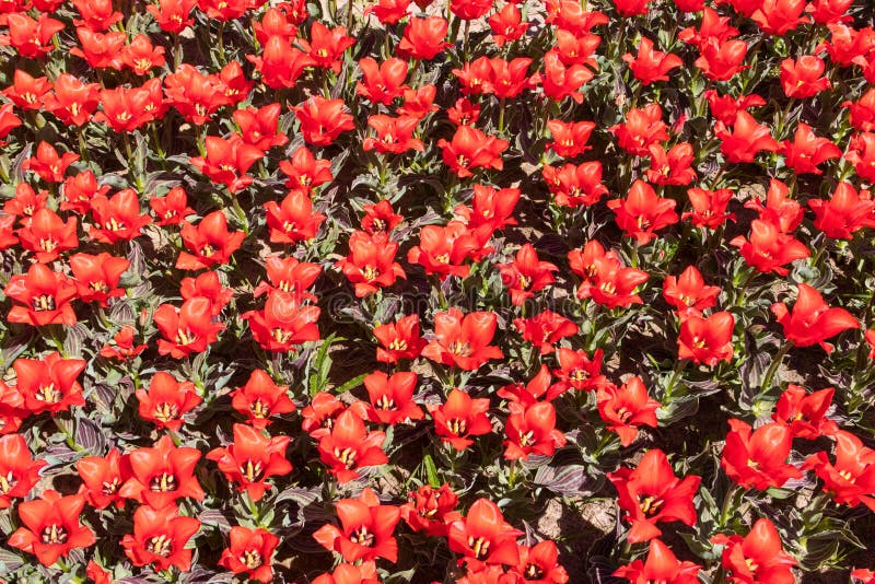 Large Flowerbed of Red Tulips in Park at Spring Stock Photo - Image of ...