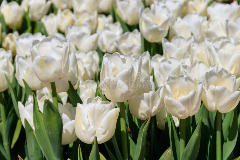 Large Flowerbed of White Tulips in Park at Spring Stock Photo - Image ...