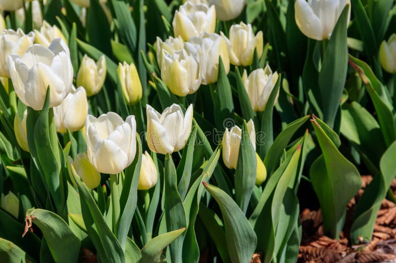 Large Flowerbed of White Tulips in Park at Spring Stock Photo - Image ...