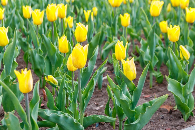 Large Flowerbed of Yellow Tulips in Park at Spring Stock Image - Image ...