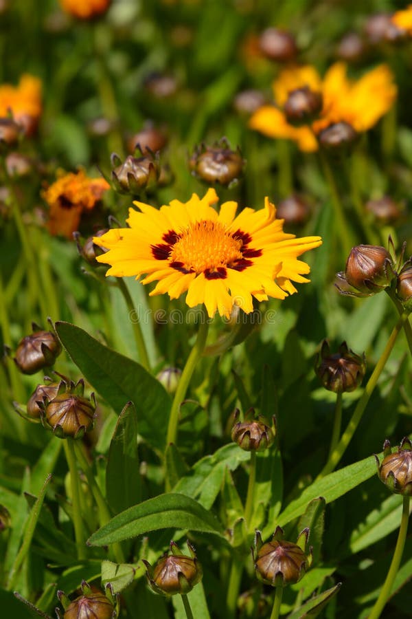 Large-flowered Tickseed stock photo. Image of green - 202495978