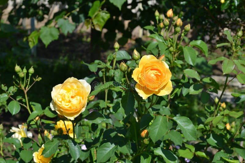 Large Flowered Yellow Shrub Rose Stock Photo - Image of peony, yellow ...
