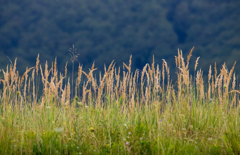 Large Flowering Grass in the Foreground Stock Image - Image of lanatus ...