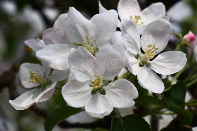 Large Flowers of an Apple Tree. Stock Photo - Image of apple, park ...
