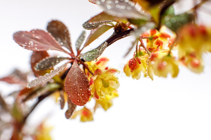 Large Flowers of Barberry with Water Drops on a Light Background. Close ...