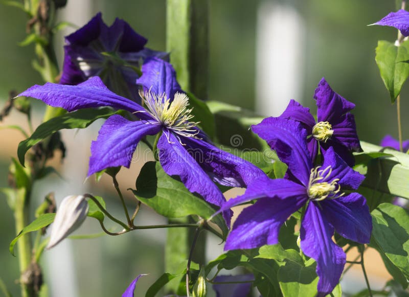 Large Flowers of Blue Climatis in the Bright Sun in the Garden Stock ...