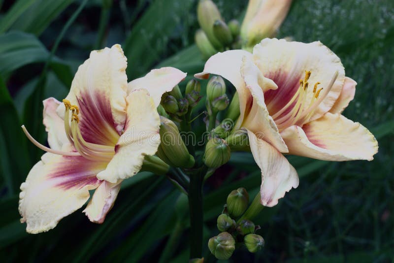 Hemerocallis Flowers Around. Stock Photo - Image of summer, yellow ...
