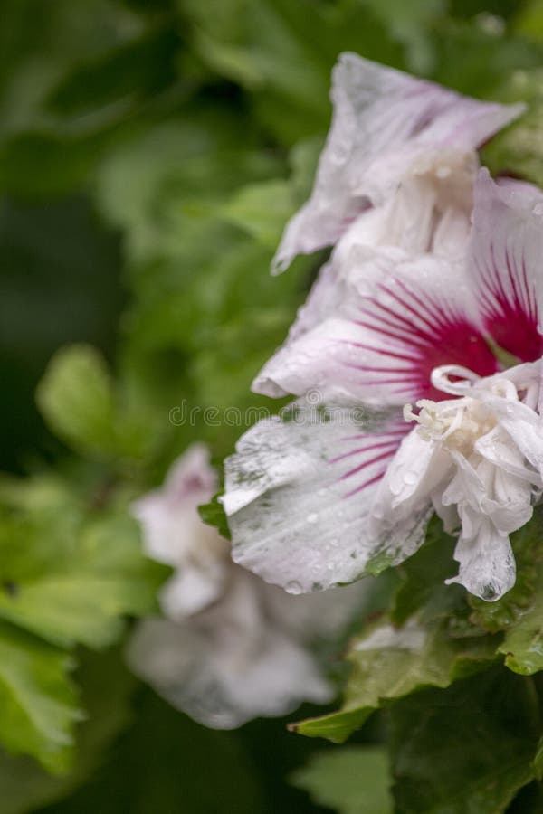 Large Flowers of the Hibiscus Syriacus Plant. Stock Photo - Image of ...