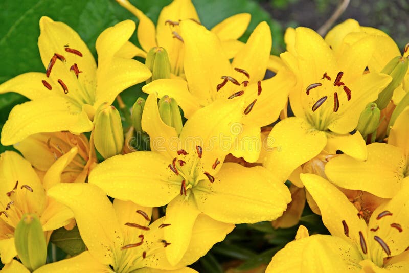 Large Flowers of Yellow Lily Stock Image - Image of plan, yellow: 167082471