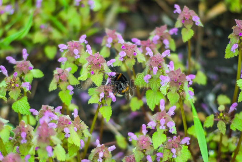 Large Fluffy Bumblebee Closeup Stock Photo - Image of horticultural ...