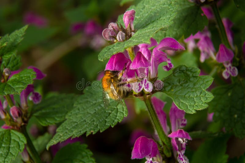 Large Fluffy Bumblebee Closeup. Background with a Bumblebee Pollinating ...