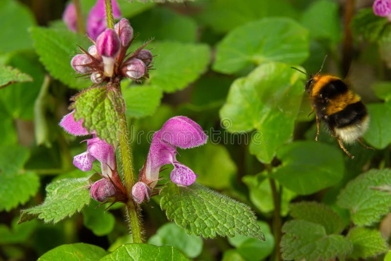 Large Fluffy Bumblebee Closeup. Background with a Bumblebee Pollinating ...
