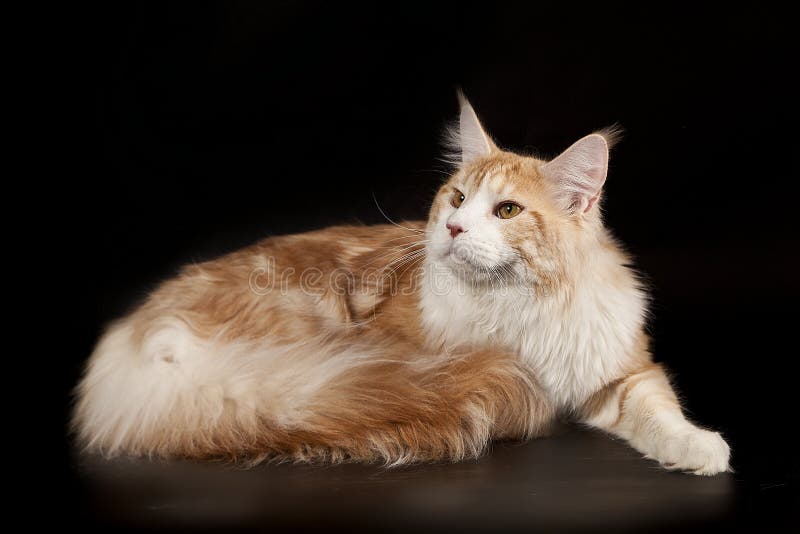 Large Fluffy Creamy Red Cat Maine Coon on a Black Background. Stock ...
